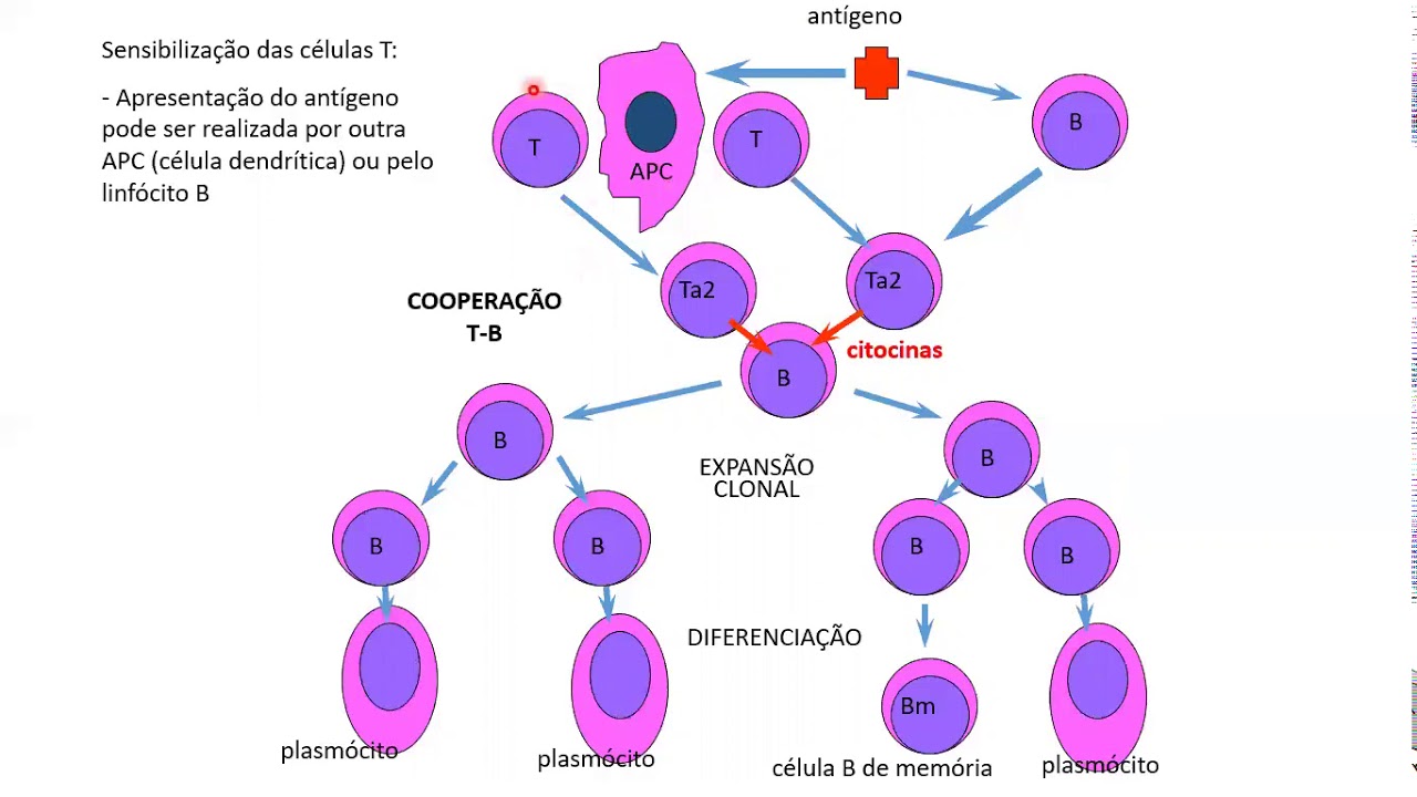 Diagrama De Resposta Imune Humoral