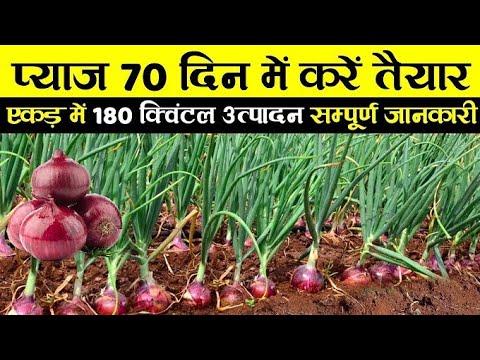 1 एकड़ मे खेती कर के महीने का 10 लाख से जयादा कमाए || प्याज की खेती ...