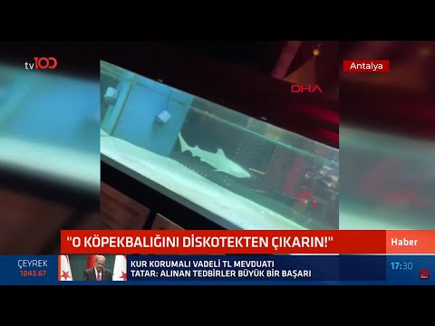 Köpekbalığına eziyet: Diskoda süs olarak kullanıyorlar!