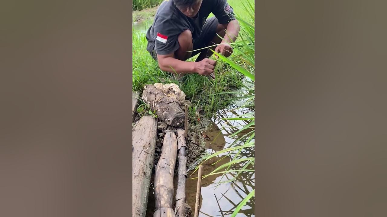 Nunggu buka puasa sambil mancing belut babon - YouTube