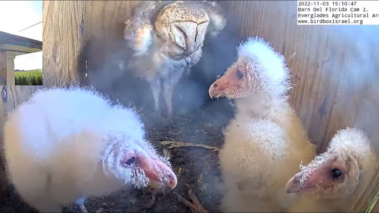 Cool. Barn owl nestlings up and about being too cute. - YouTube