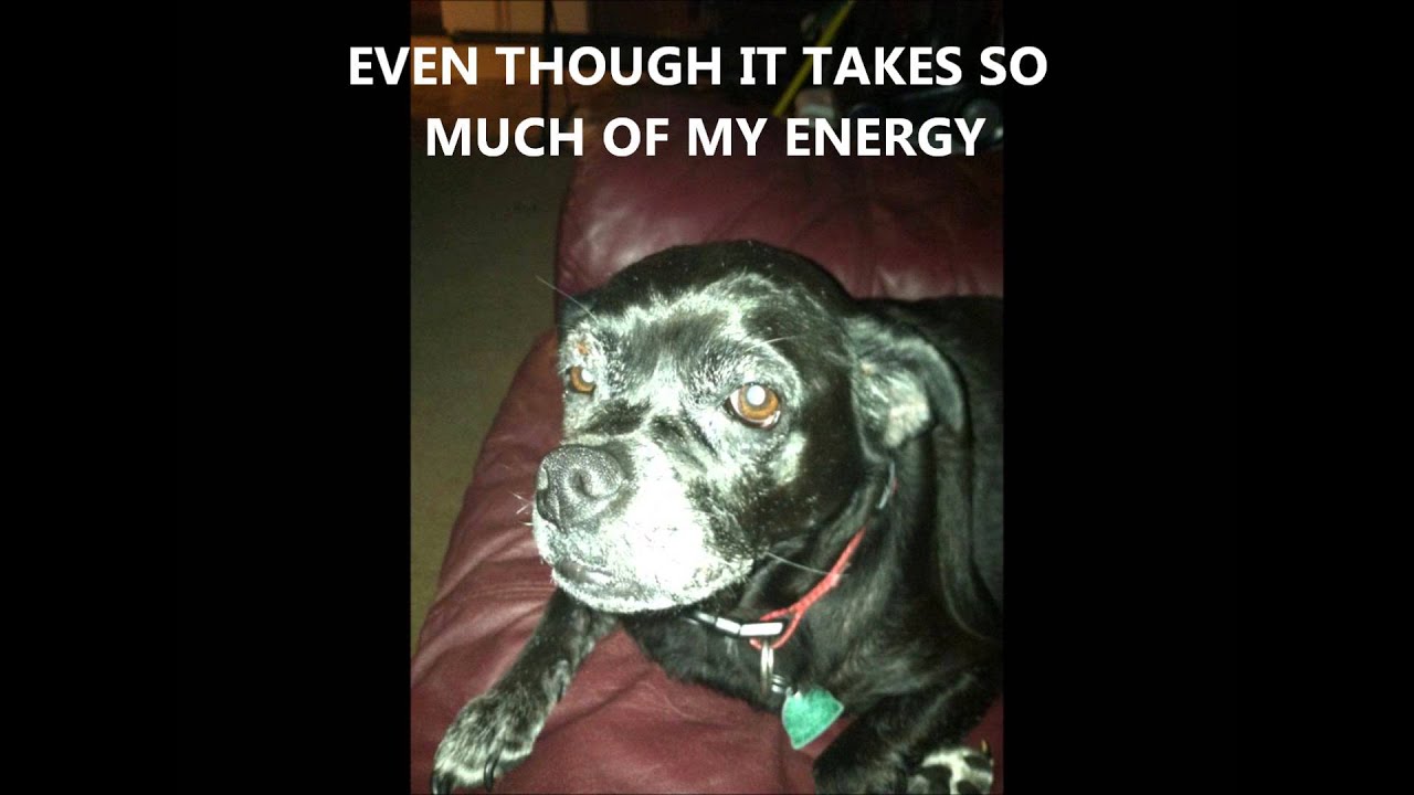 Pugs The Service Dog: A Battle With Cancer - YouTube