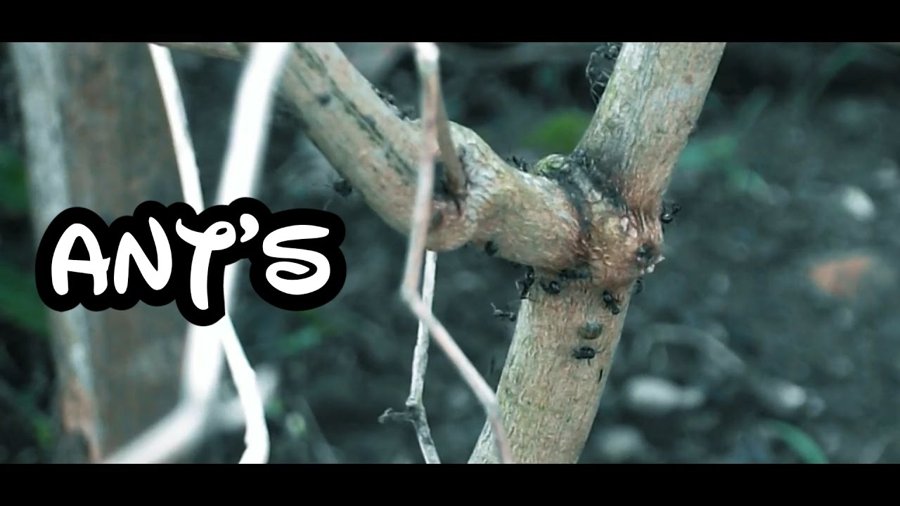 The Ant's Daily Life - YouTube