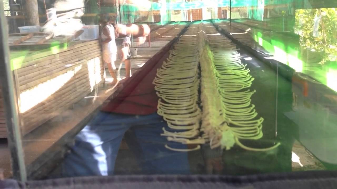 Longest python bones in the world found in Philippines - YouTube