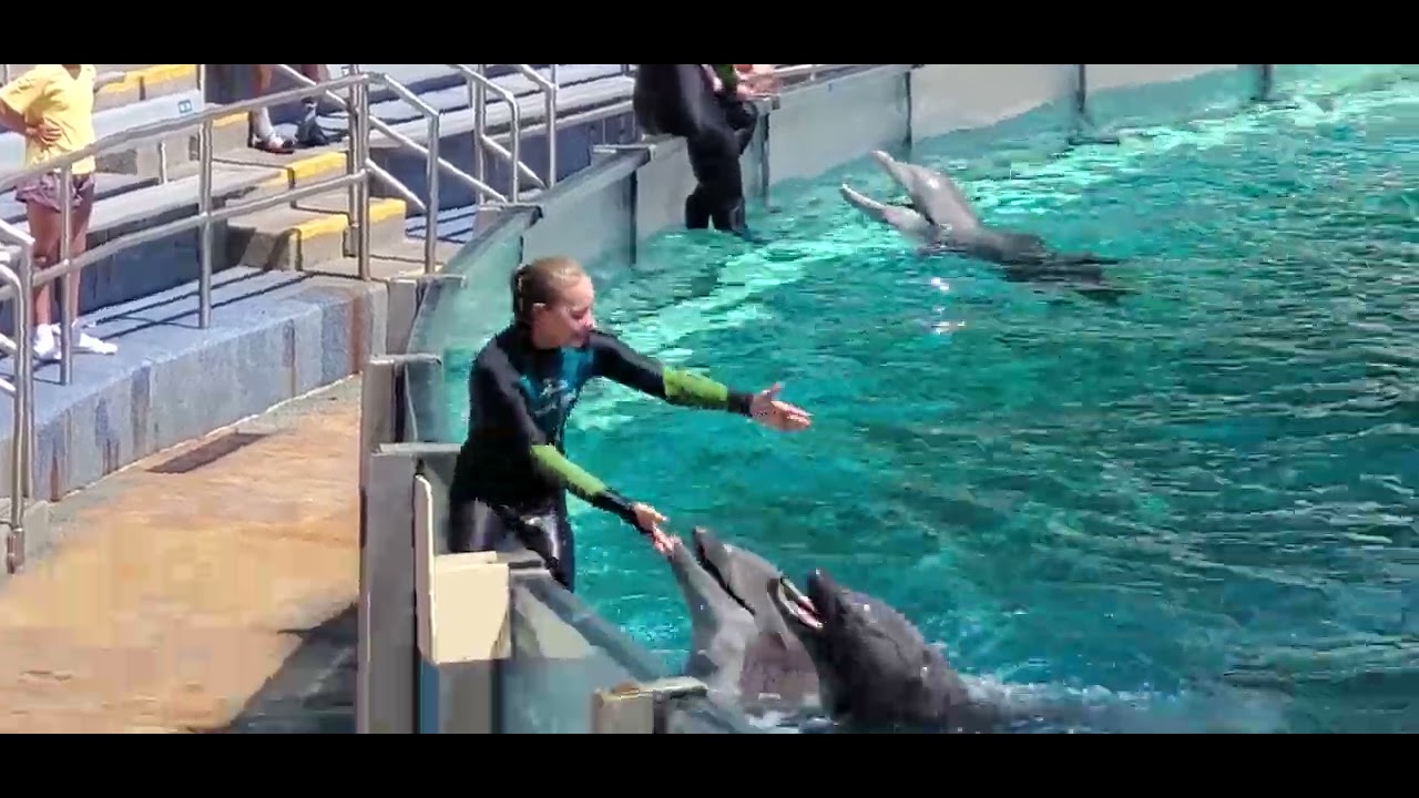 Dolphins Show 4k - YouTube