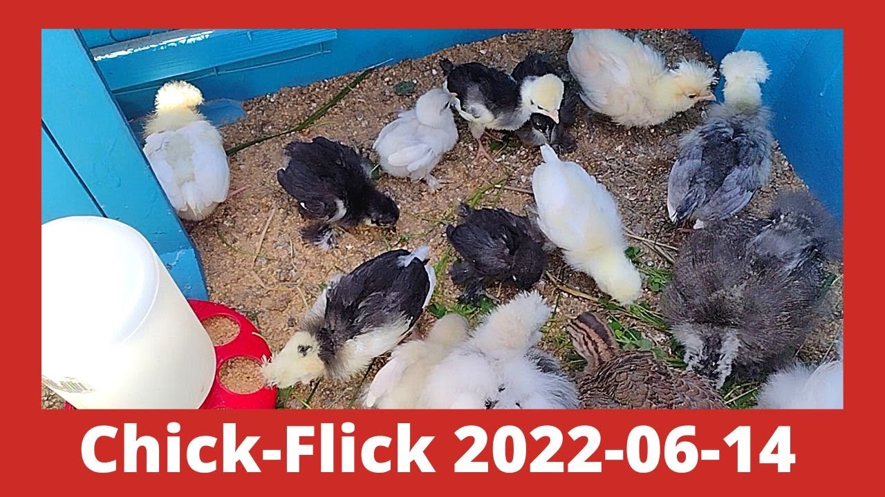 Silkie, Cochin, & Polish Chicks Growing 6-14-22 - YouTube