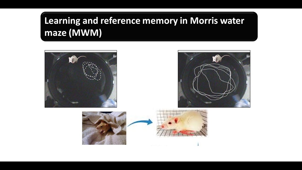 Learning and reference memory in Morris Water Maze (MWM) - YouTube