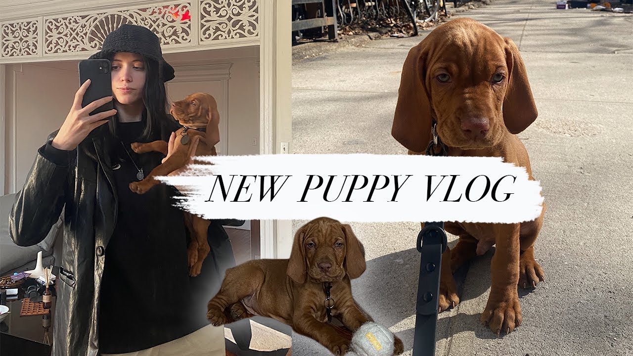 Vlog: Meet My Vizsla Puppy - YouTube
