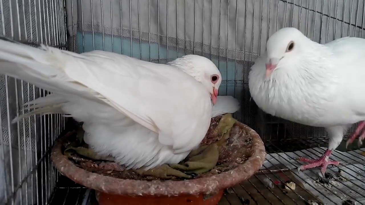 Peagon Before Laying Egg - YouTube