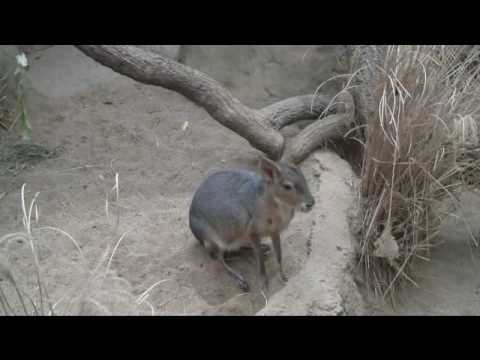 Cute weird half rabbit half deer thing - YouTube