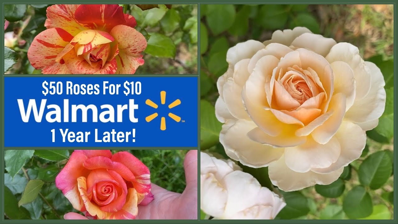 Walmart Roses 1 Year Later After Planting Update! - YouTube