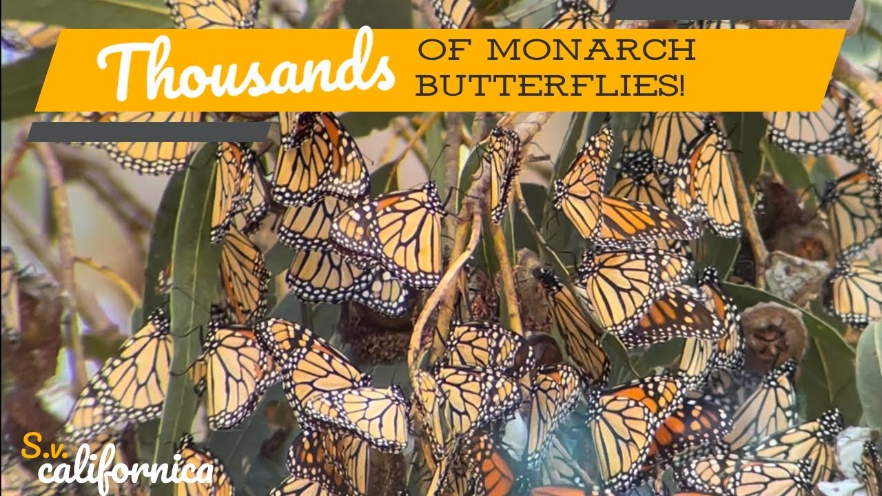 THOUSANDS of Monarch Butterflies! Pismo State Beach Monarch Butterfly ...