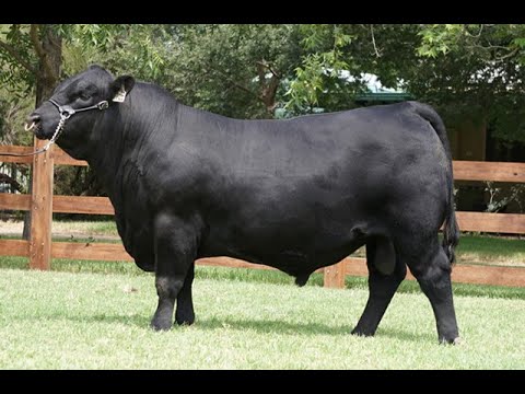 Angus Etçi Sığır Irkları / Best Beef Cattle Breeds