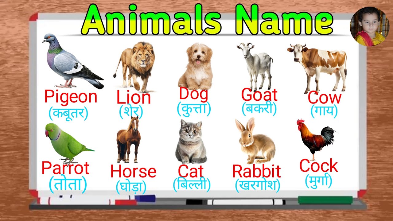 Animals Name | Learn Animals Name in English | Animals Name Basic ...