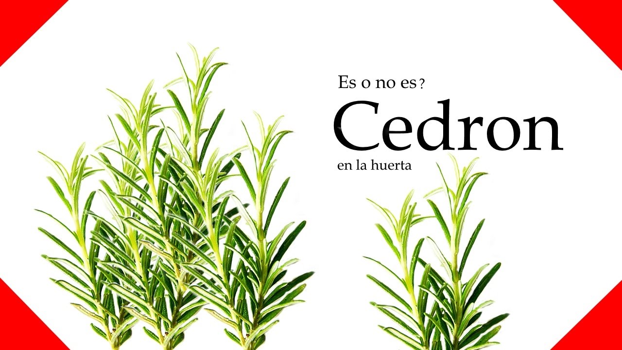 cedron planta en la huerta - la huertina ecocyn - YouTube
