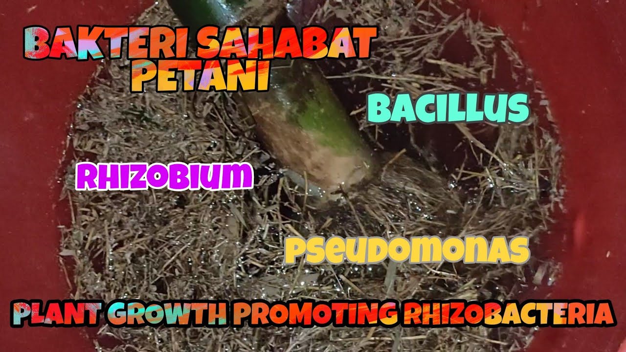 PROSES PEMBUATAN PGPR AKAR BAMBU || BAKTERI MENGUNTUNGKAN UNTUK LAPISAN ...