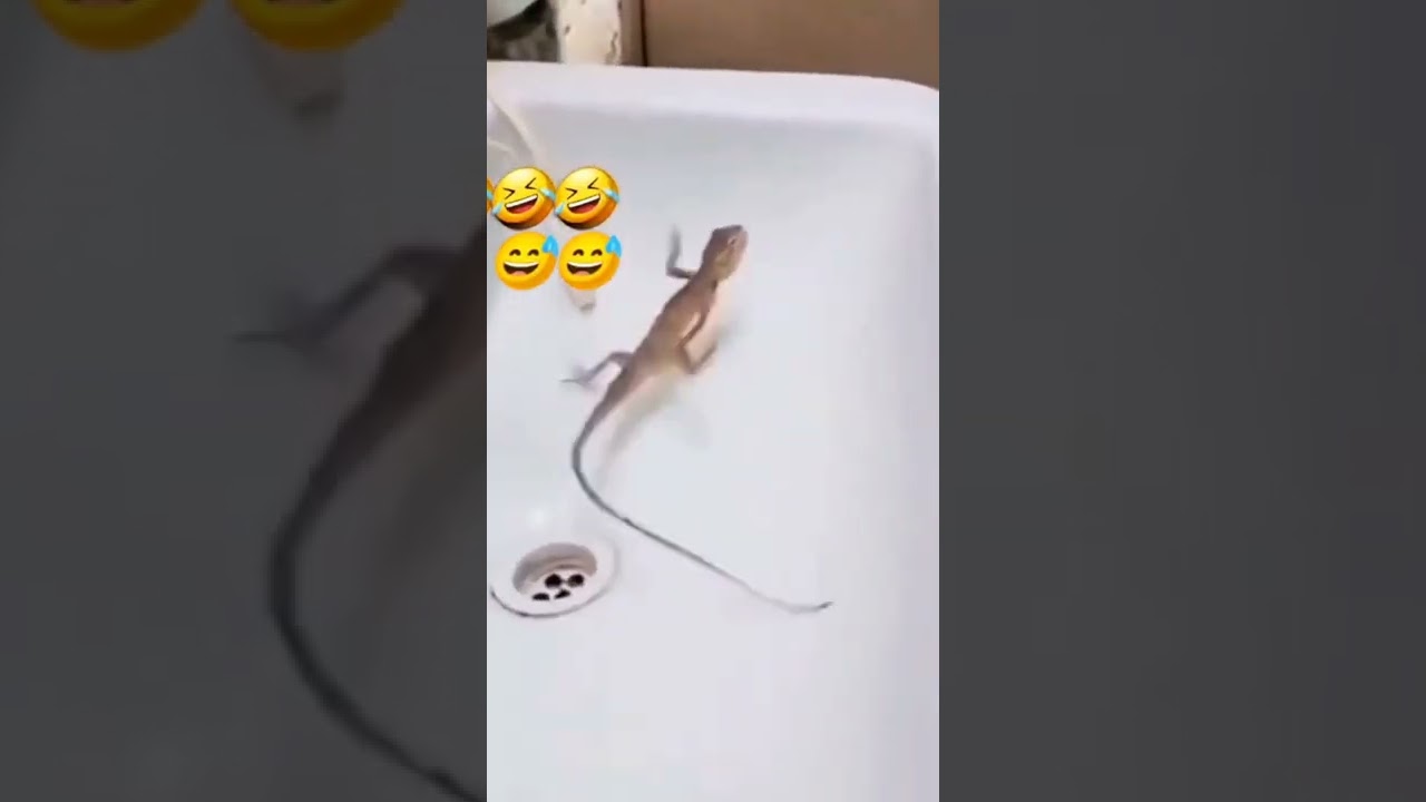 lizard, gecko, pangolin For Dance - YouTube