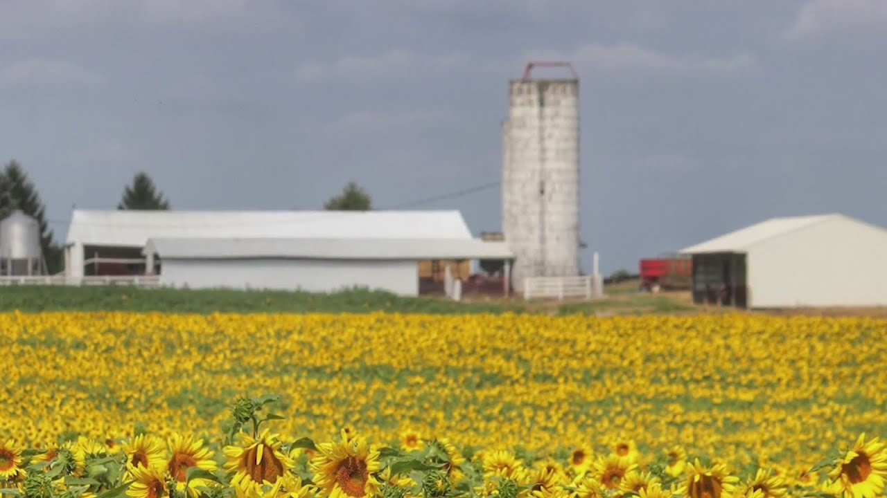 One million sunflowers at Thorn Farm in Clyde — July 17, 2020 - YouTube