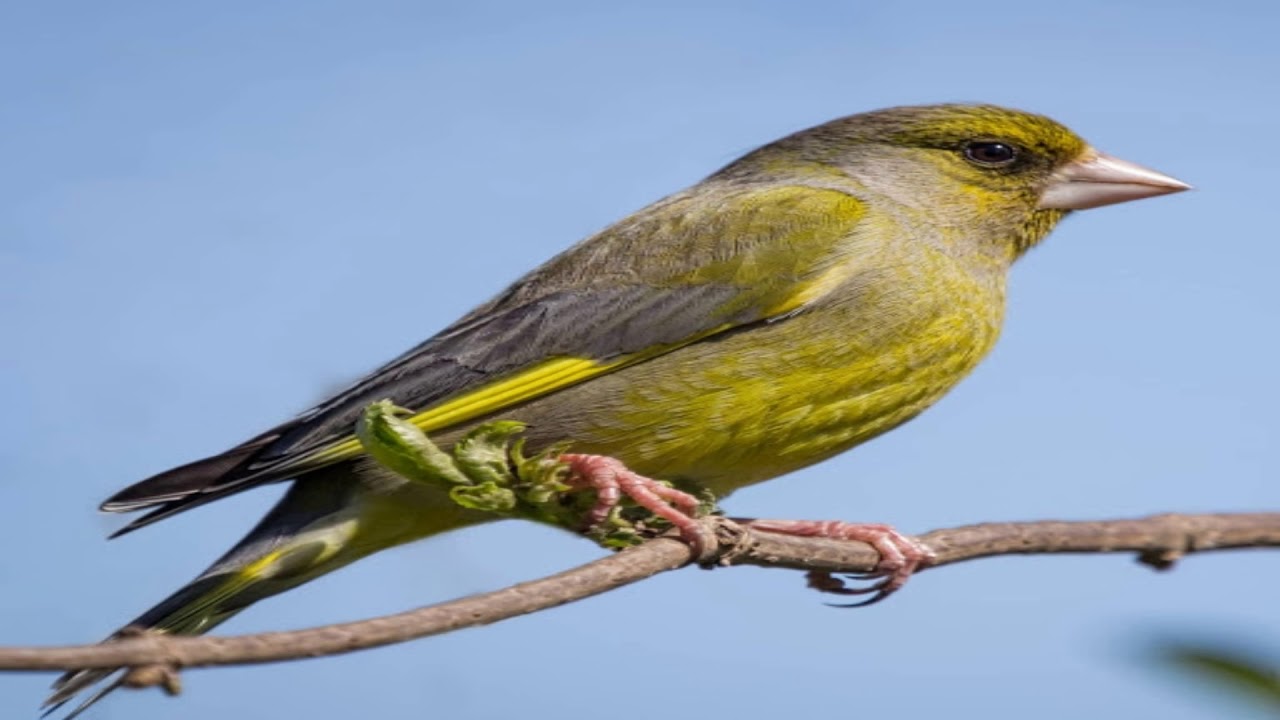 Verdun Greenfinch Singing Verdone Canto Verderon - YouTube