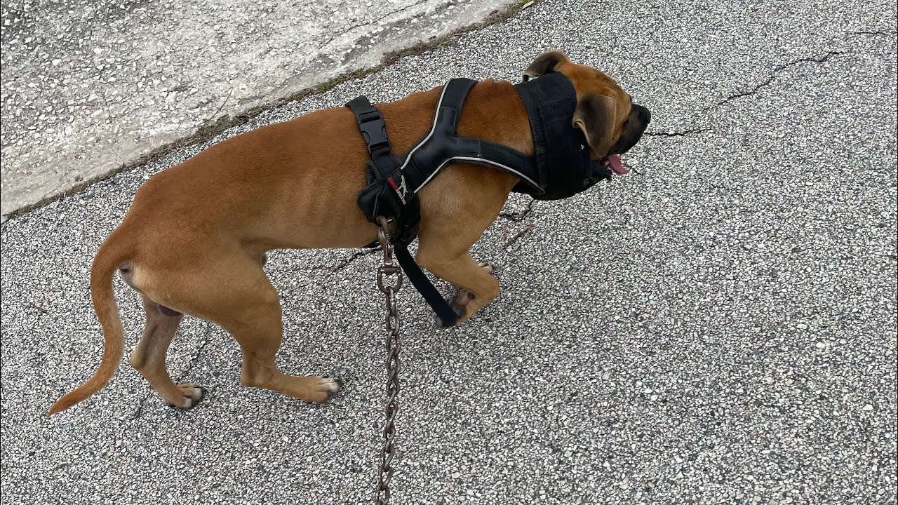 Real working dogs #apbt #dogs - YouTube