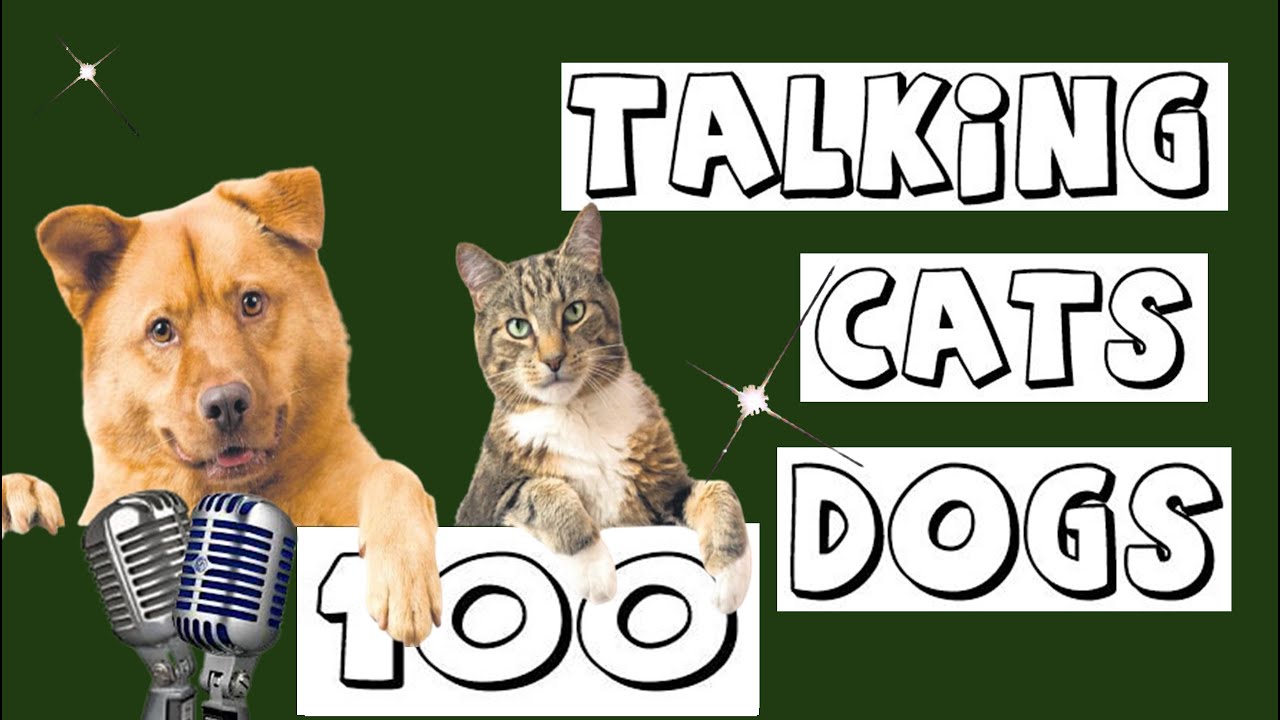 TALKİNG CATS DOGS 100 ( Very Funny Baby Cat Dog Videos ) - YouTube