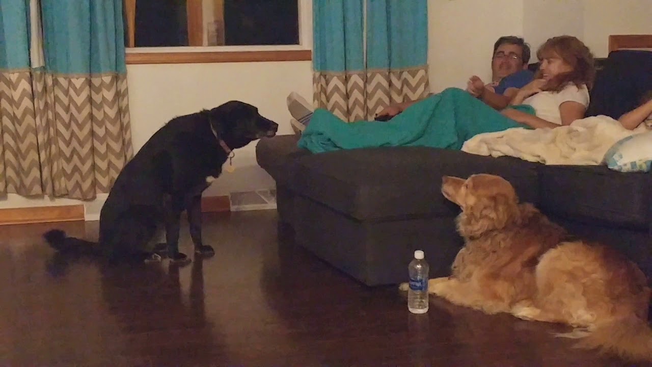 Dogs fight over ball - YouTube