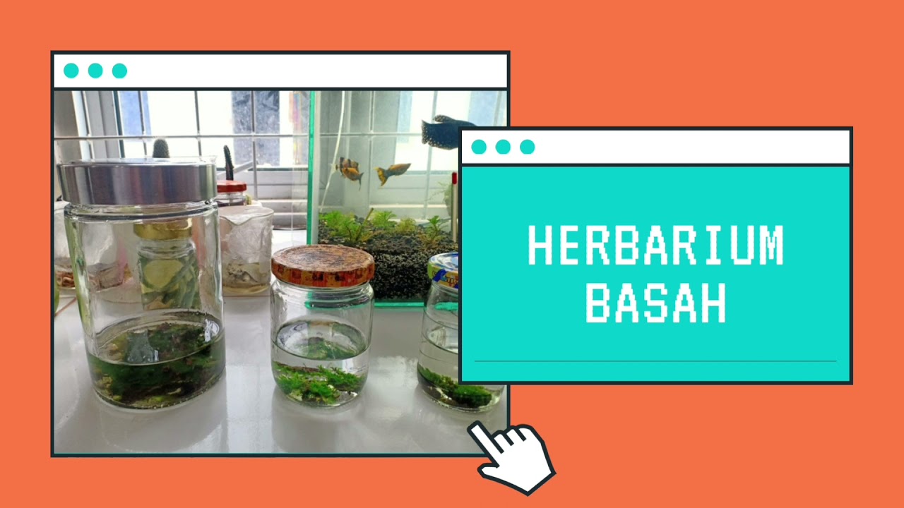 Praktikum TekLab Membuat Herbarium Kering dan Basah (Kel.1 B) - YouTube