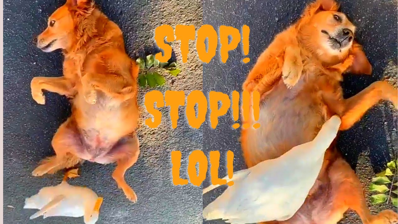 Cute Funny and Smart Pets | Best Dogs Compilation - YouTube