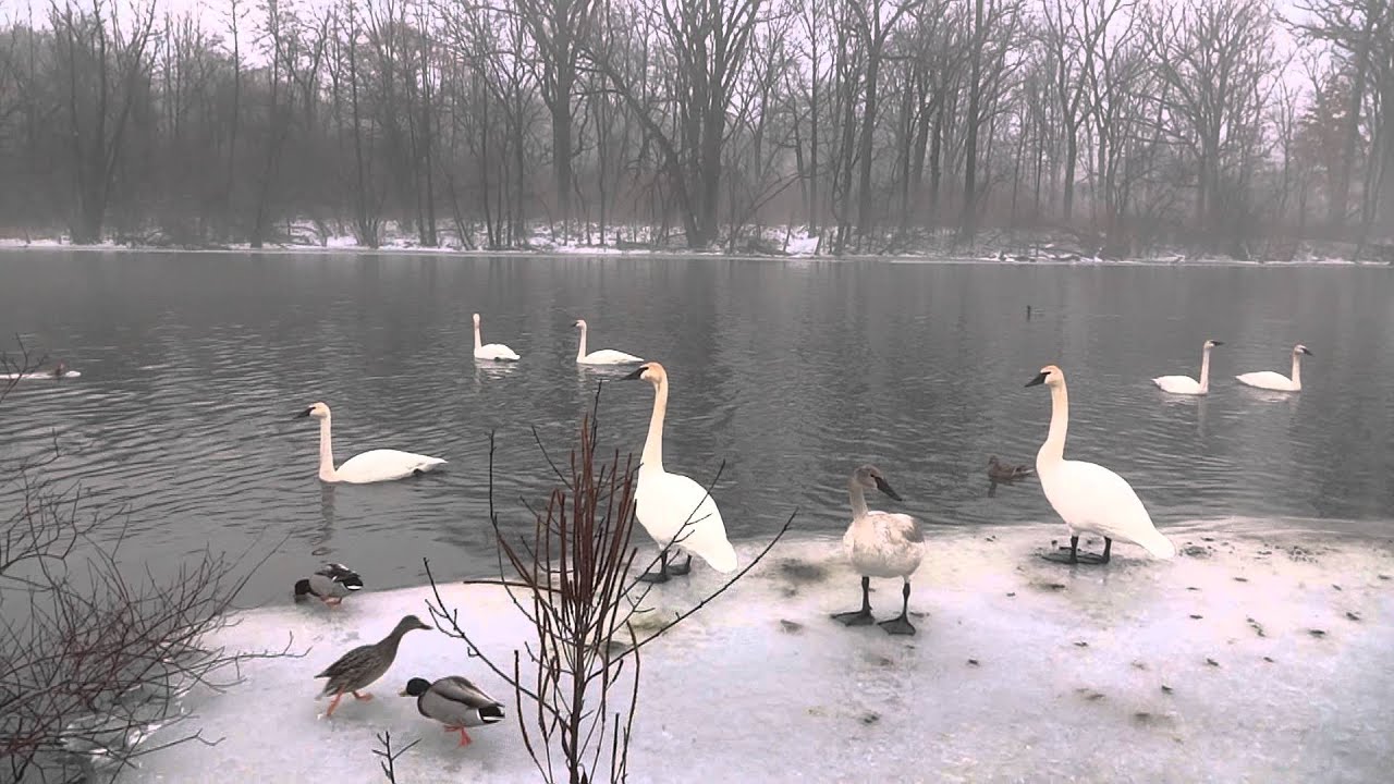 Trumpeters Swans in Ann Arbor, Michigan - YouTube