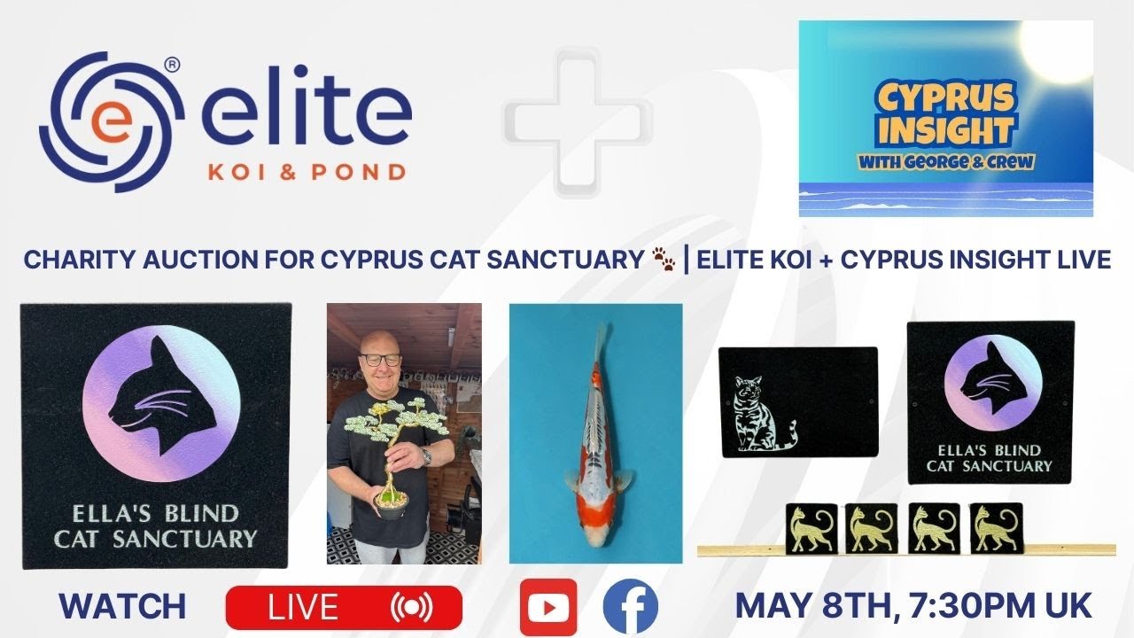 Charity Auction for Cyprus Cat Sanctuary 🐾 | Elite Koi x Cyprus Insight ...