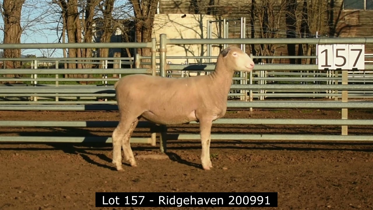 Lot 157 - Ridgehaven 200991 - YouTube
