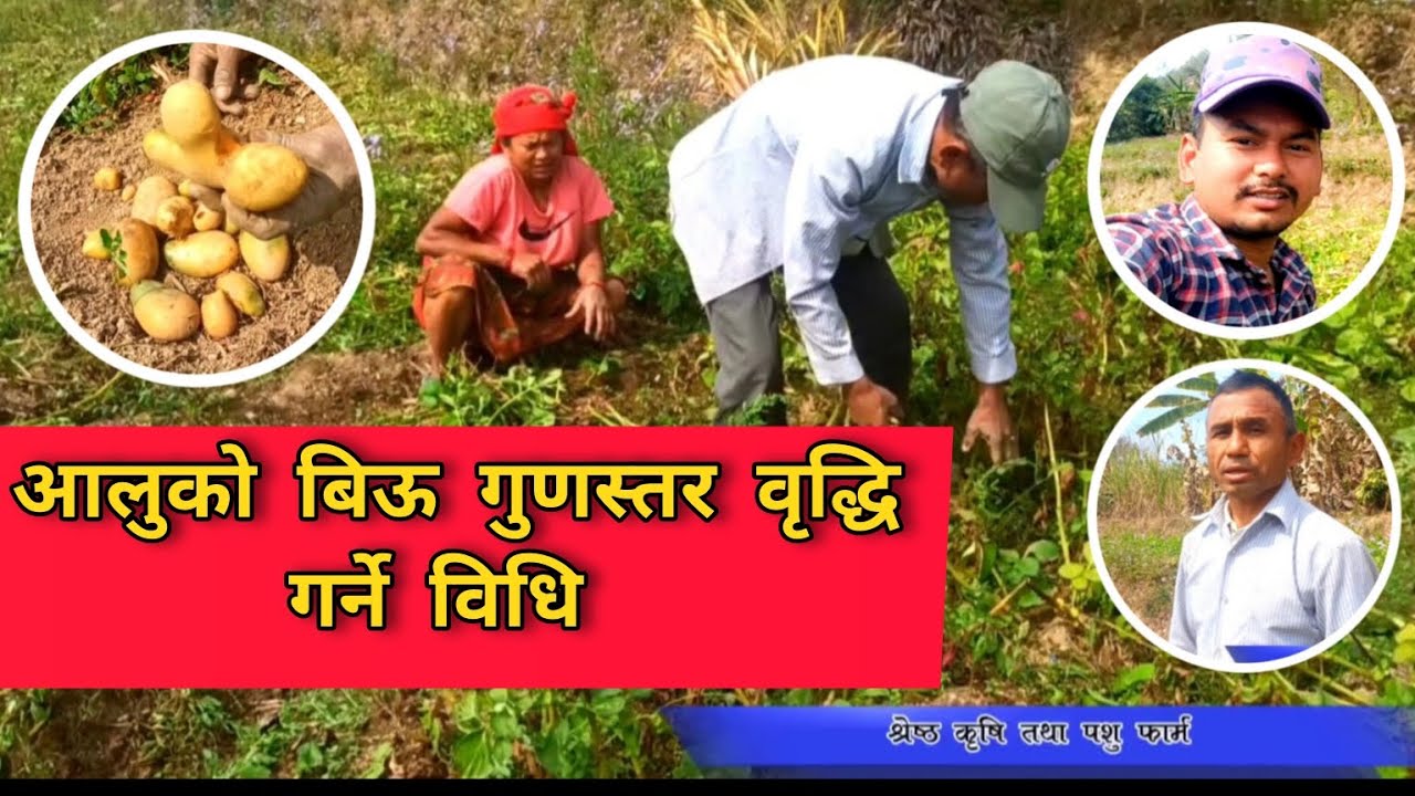 Potato Dehaulming method from field // Potato harvesting // Potato ...