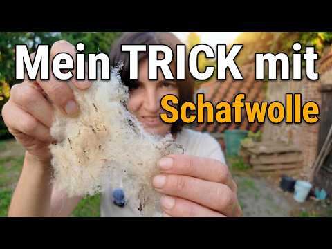 Schafwolle auf den Beeten? Erdbeeren ernten & heiße Tage
