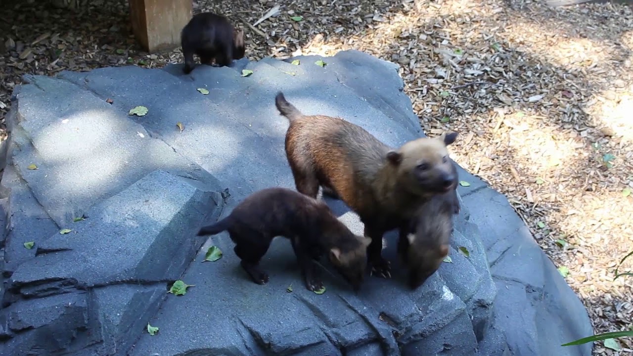 Bush dog pups go exploring! - YouTube