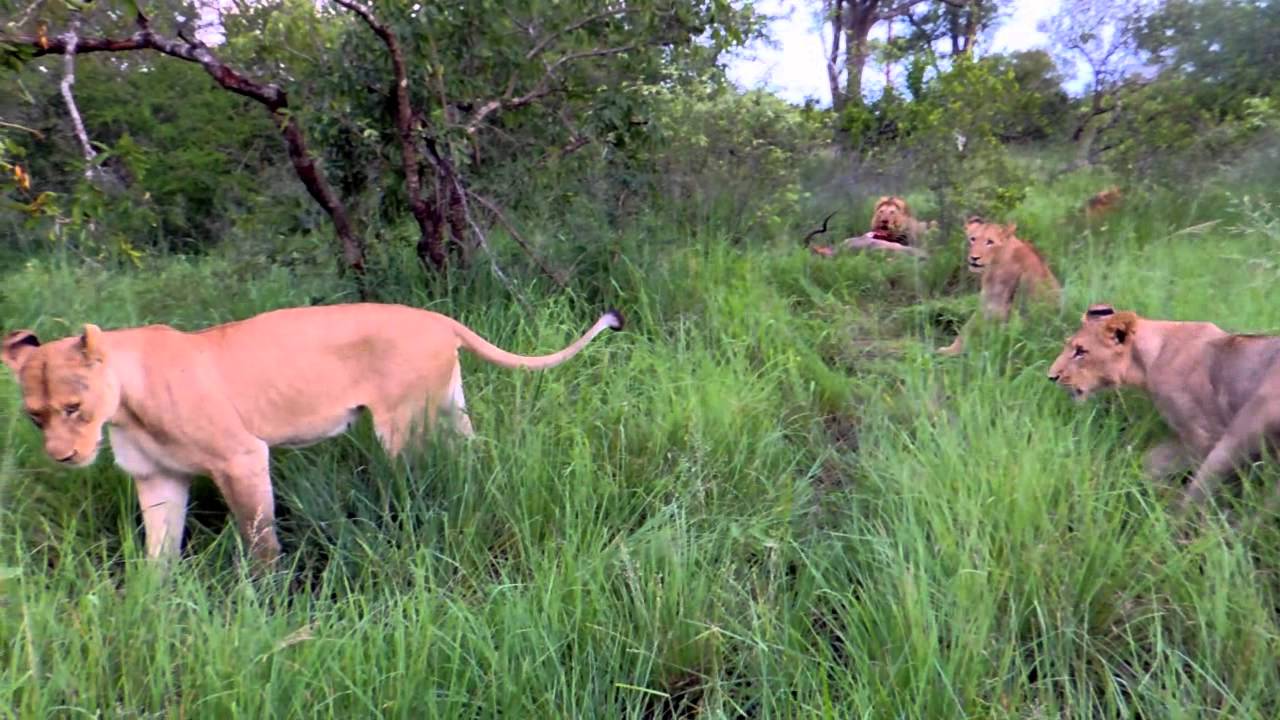 Lions of Tintswalo Matimba male makes Nkuhuma pride scatter - YouTube