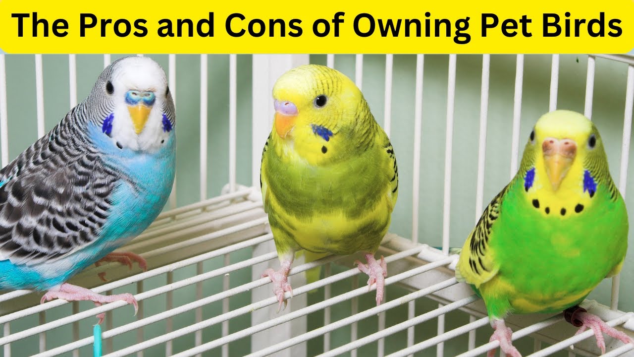 Bird Ownership: What You Need to Know - YouTube