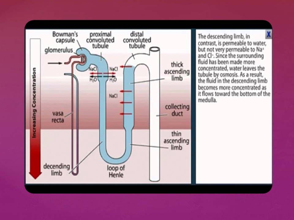 loop of henle - YouTube