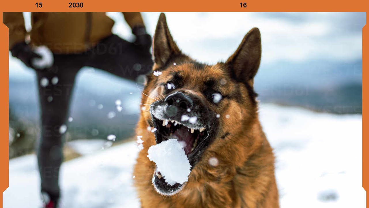 German Shepherd Antics: Laugh-Out-Loud Funny Dog Compilation - YouTube