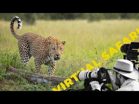 Virtual Safari: Ultimate Game Drive Highlights #136- Londolozi TV