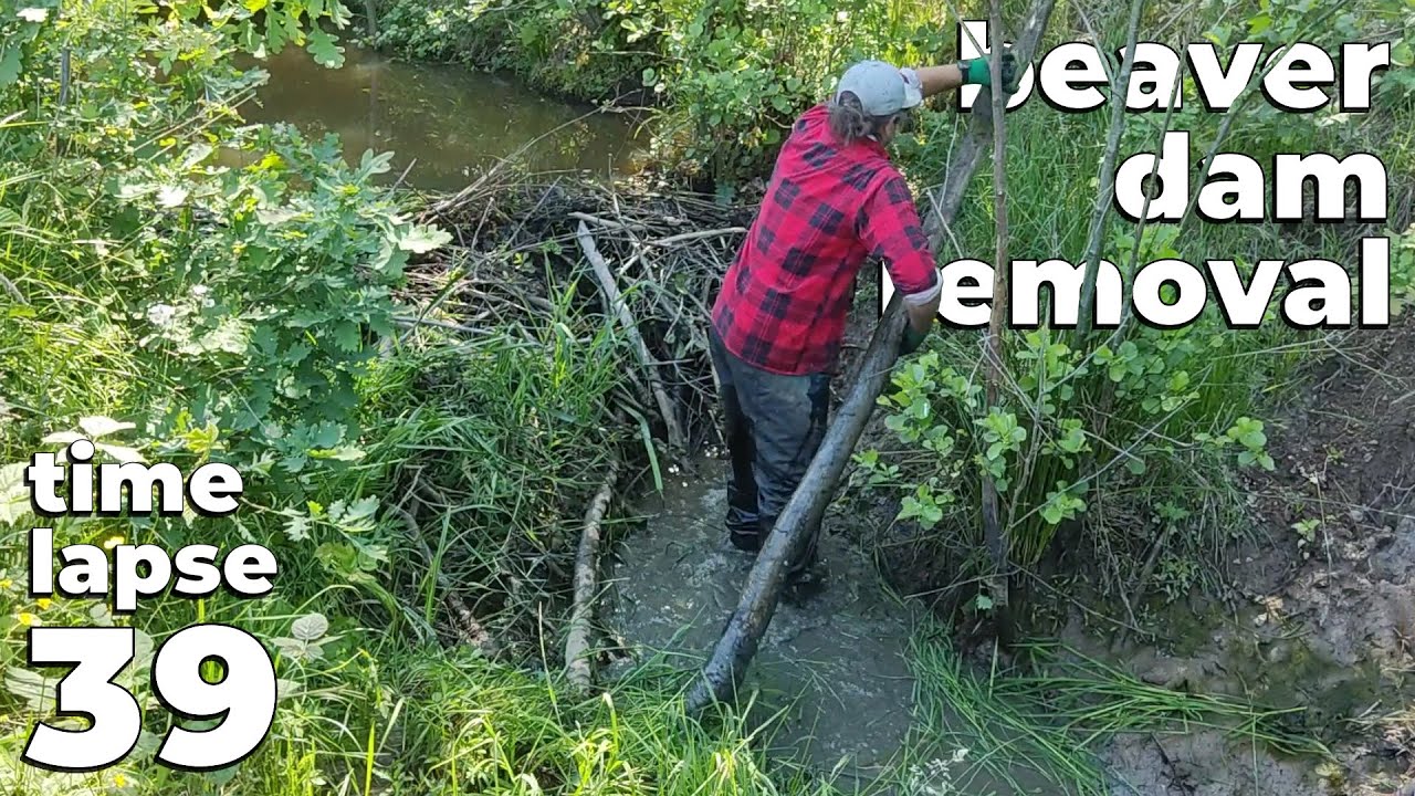 Not-So-Large Beaver Dam - Manual Beaver Dam Removal No.39 - Time-Lapse ...