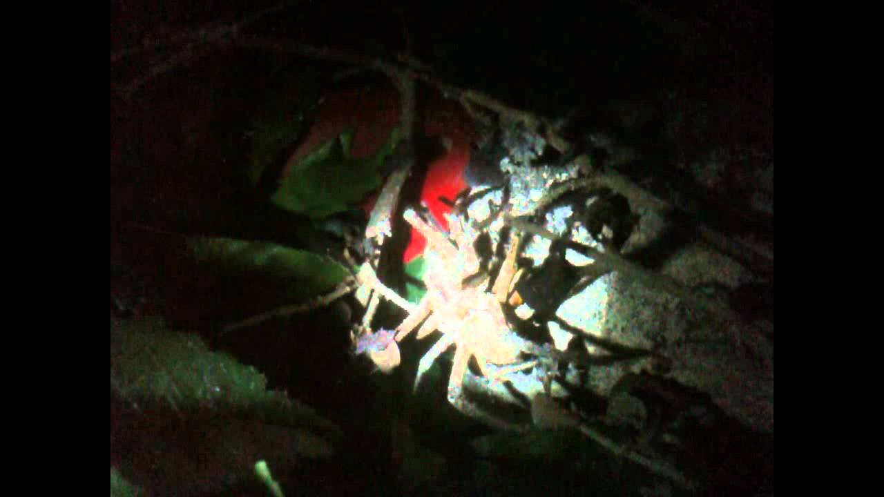 Verpaarung/mating Phoneutria keyserlingi - YouTube