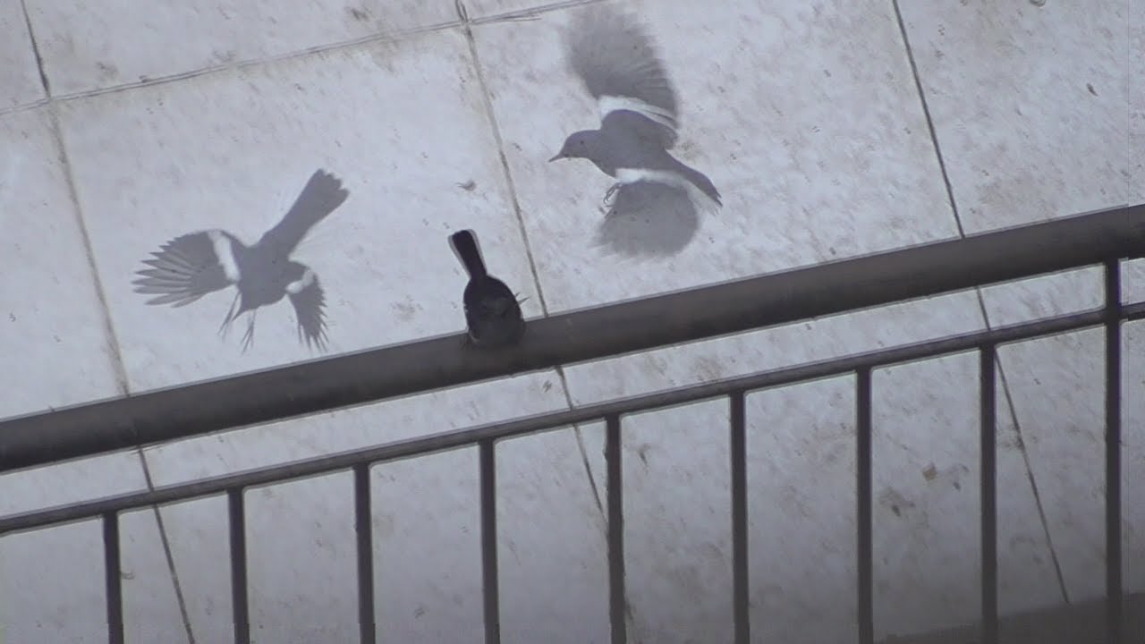 Male oriental magpie robin's curious mating dance - YouTube