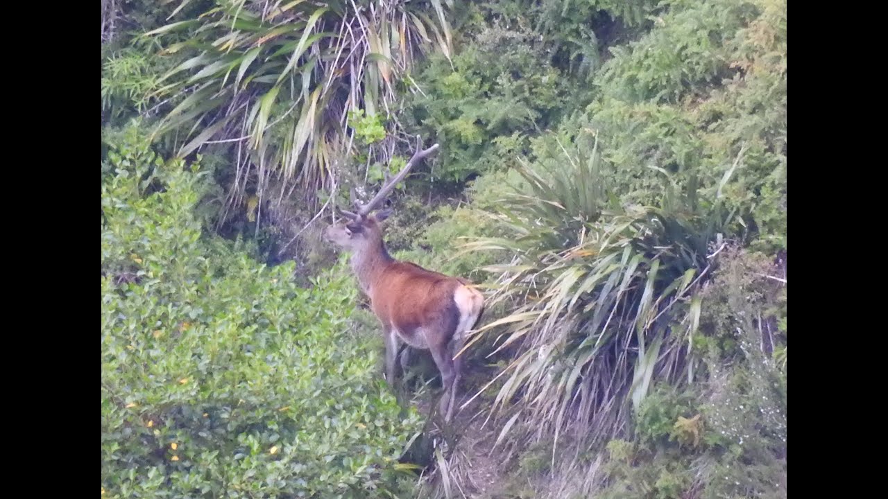 Hunting around Ruahine Hut - Ruahine Ranges 2022 - YouTube