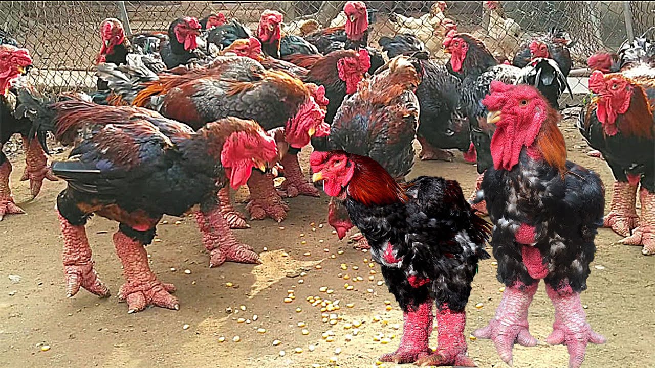 Dong Tao chicken with super big legs for the King - The process of ...