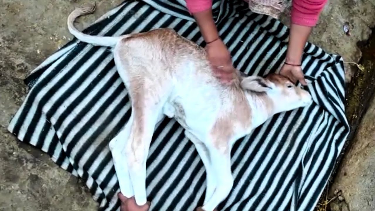 tetanus in cow calf | tetanus in Buffalo | cause | symptoms |treatment ...