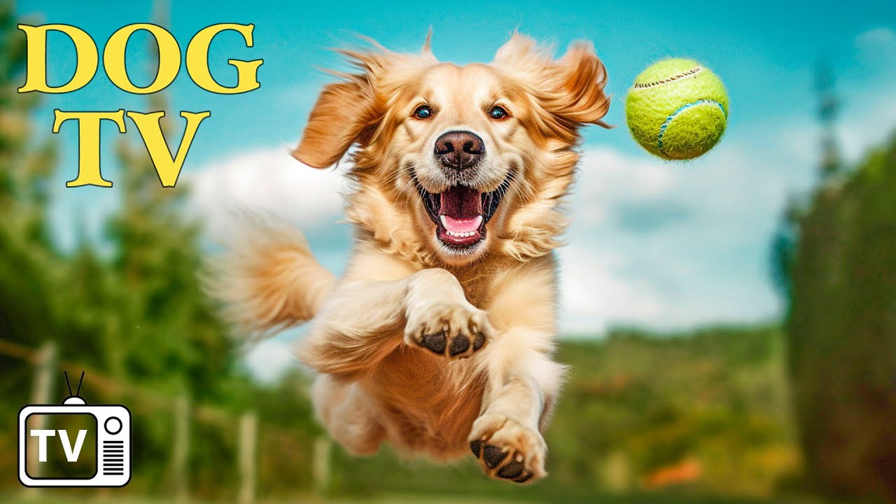 DOG TV 4K: 12 HOURS of Fun TV Entertainment for Bored Dogs with ...