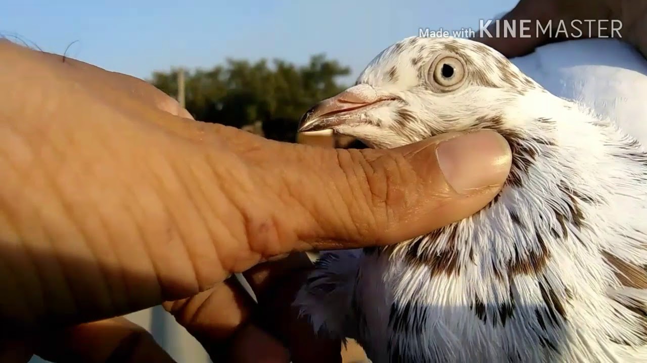 Best kabootar in punjab - YouTube