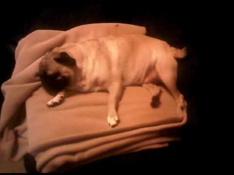 exhausted pug tries to settle down for the night - YouTube