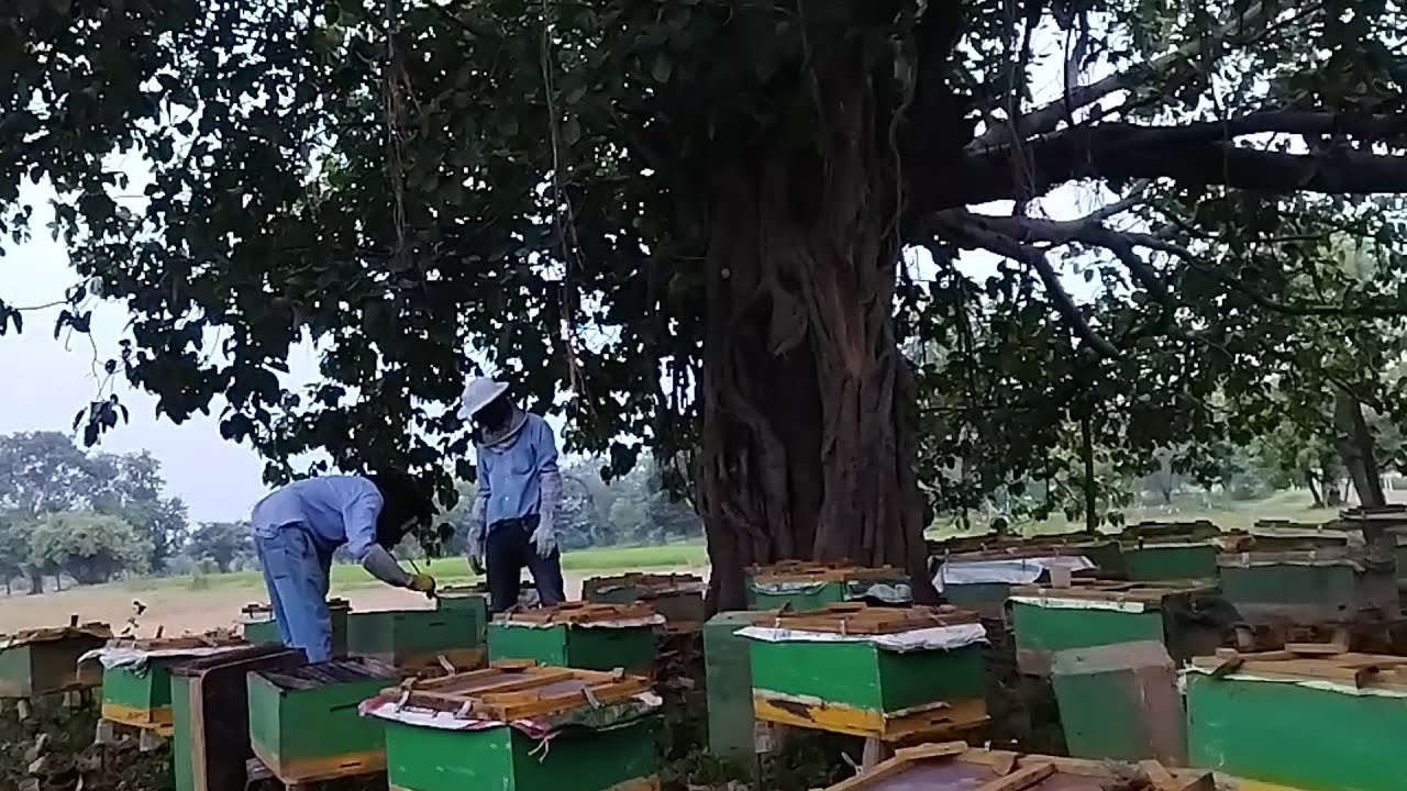A Day At The Bee-Farm. || Honey production In India.|| Madhumakhi palan ...