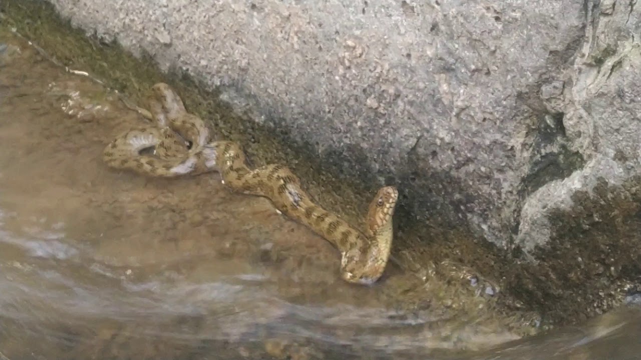 Natrix Maura, Culebra, Snake. Amenazada, threaten - YouTube